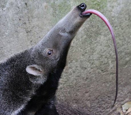 Giant Anteater Long Snout And Tongue Bushy Tail Animal Pictures Giant Anteater Long Snout And Tongue Bushy Tail Animal Pictures