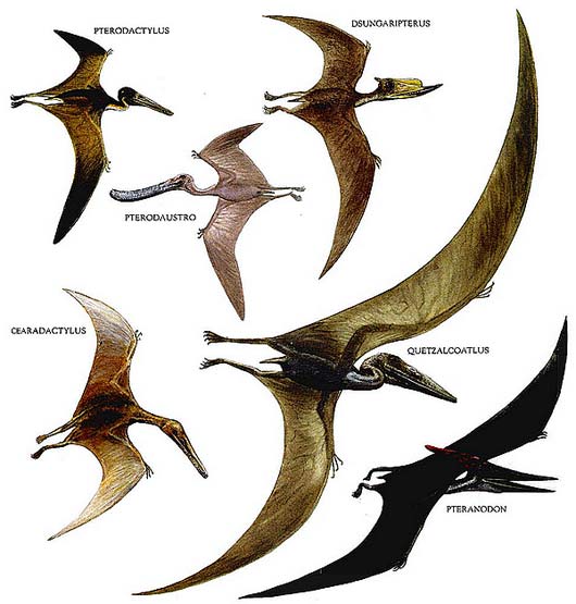 Ancient And Extinct Reptile Types The Dinosaurs Animal Pictures And