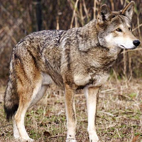 Red Wolf Live