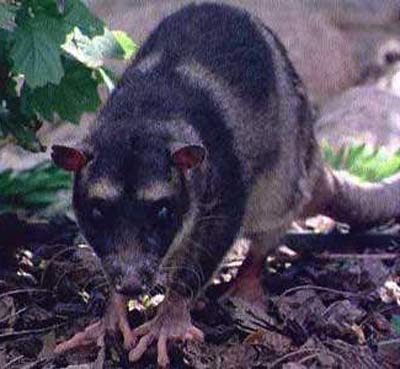 Water Opossum