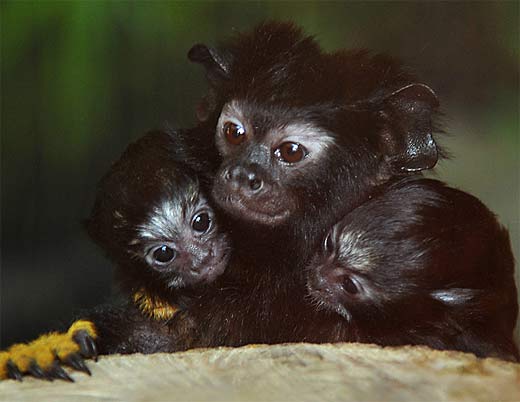 Red Handed Tamarin Baby