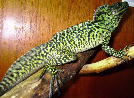 Albino Water Dragon
